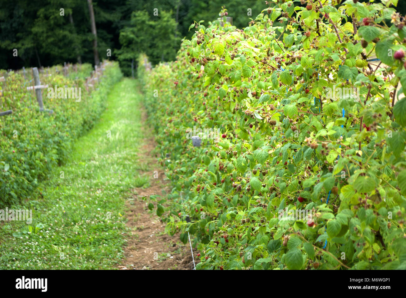 Healthy Raspberry Plantation In The Stage Of Flowering During The Sunny