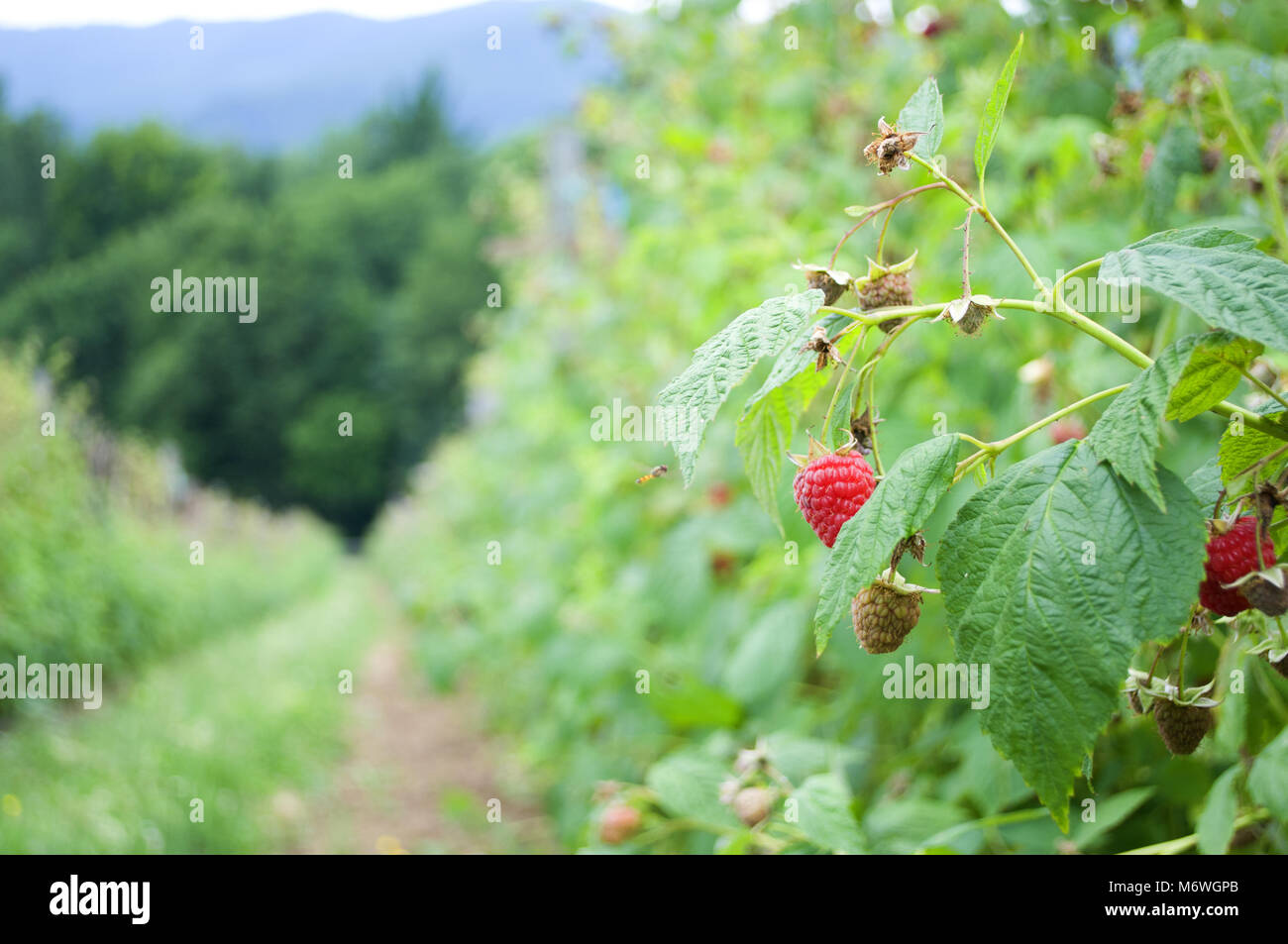Healthy raspberry plantation in the stage of flowering during the sunny ...