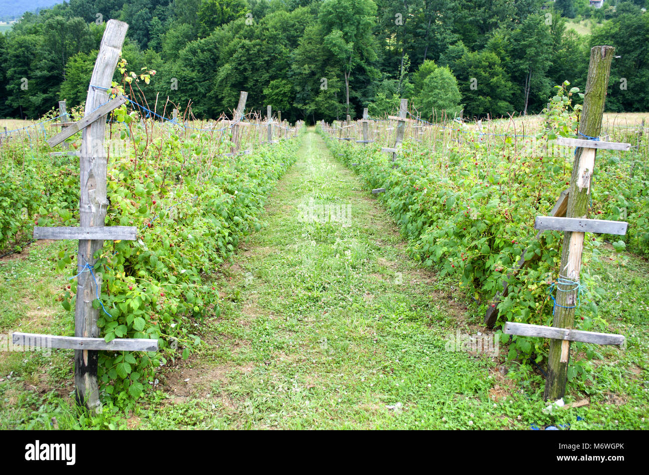 Healthy raspberry plantation in the stage of flowering during the sunny ...