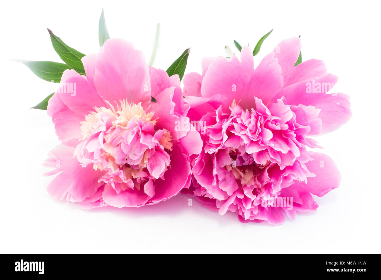 Pink flowers peonies blooming Cut Out Stock Images & Pictures - Alamy