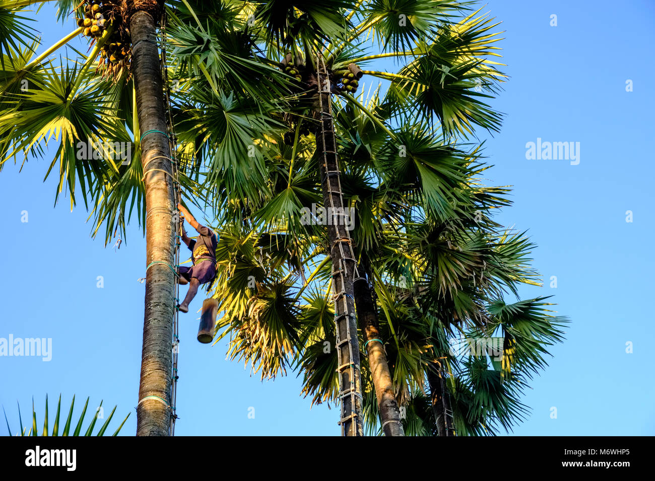 Palm sap hi-res stock photography and images - Alamy