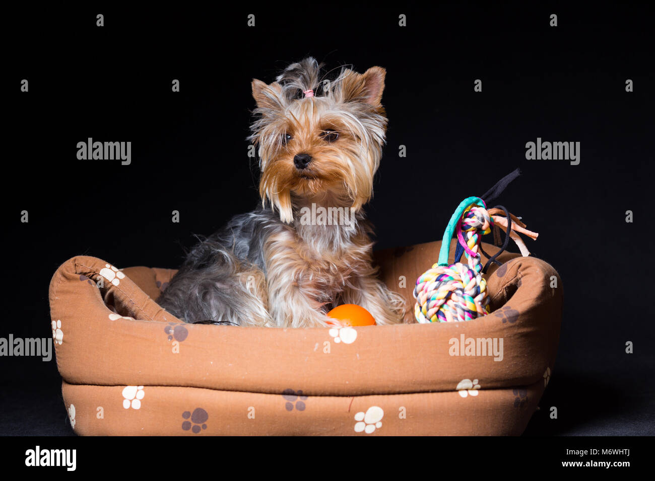 Miniature dog breed Yorkshire Terrier with an elastic band on his hair ...