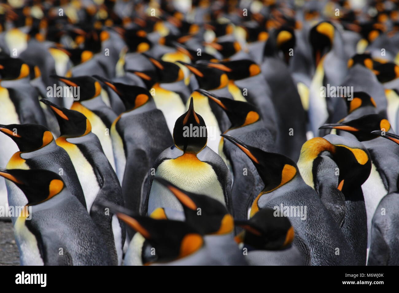 Penguin patterns hi-res stock photography and images - Alamy