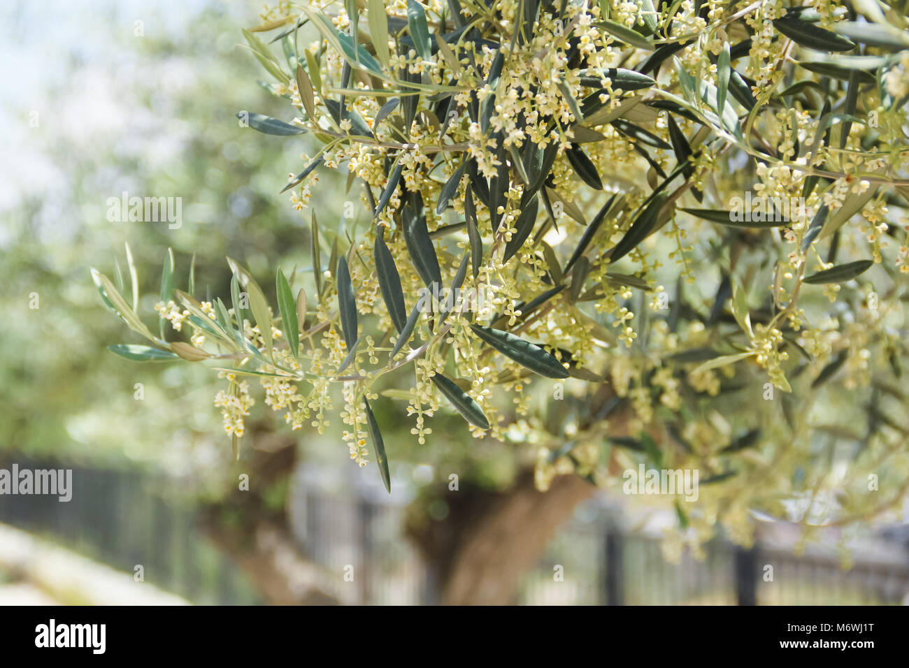 Blooming spring Mediterranean olive tree, selective focus Stock Photo ...