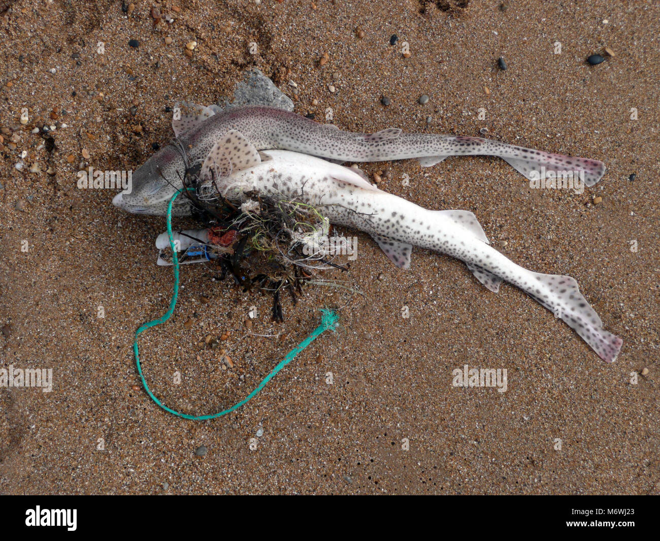 Ghost Fishing Stock Photos & Ghost Fishing Stock Images - Alamy