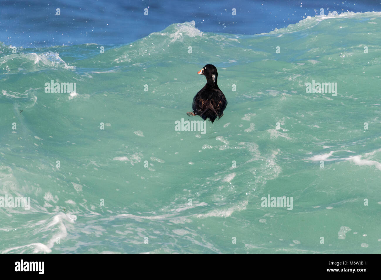 A male Surf Scoter (Melanitta perspicillata) forages for food ...