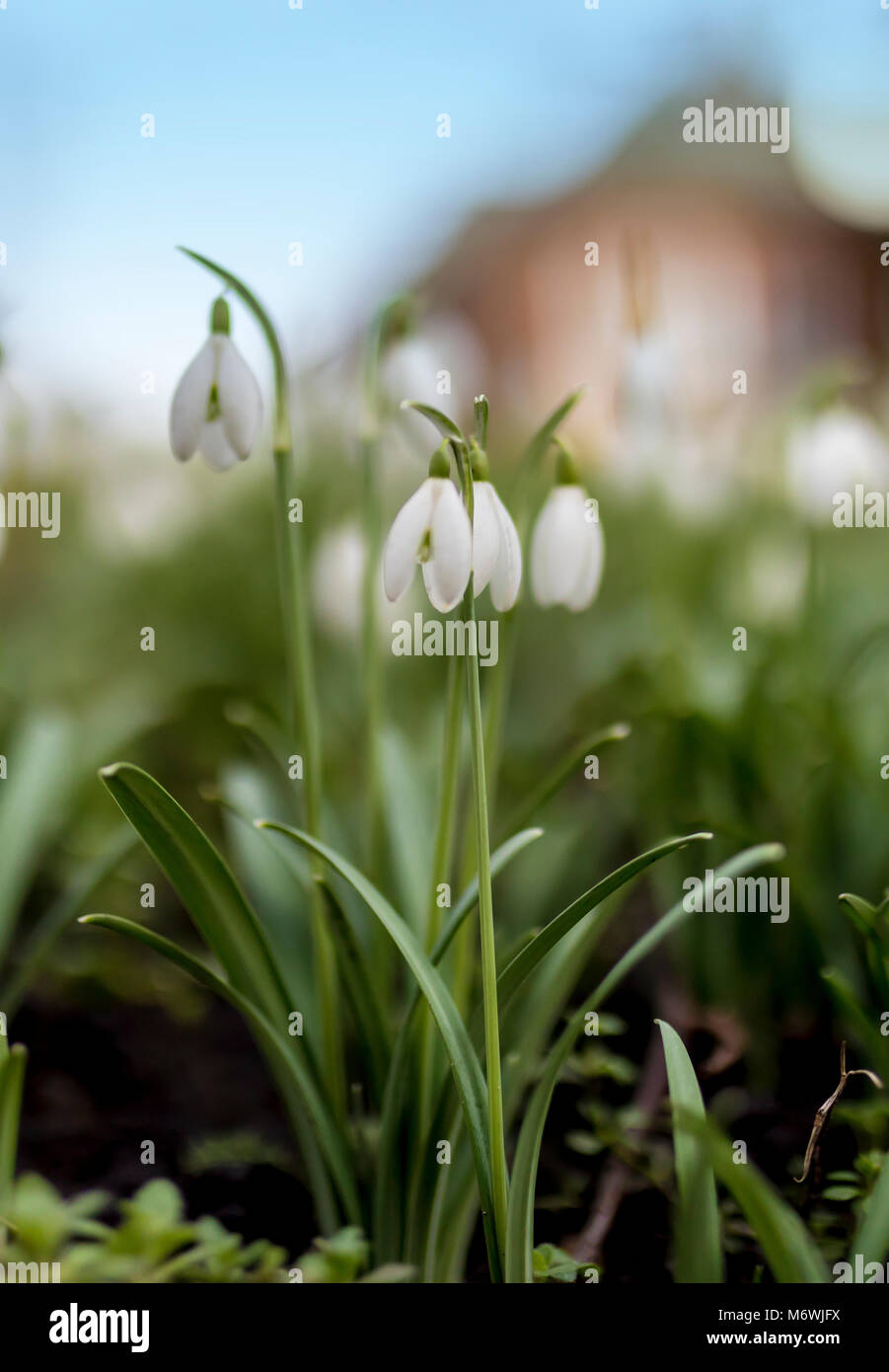 Galanthus Snowdrop spring flowers. Snowdrop close up in a church yard ...