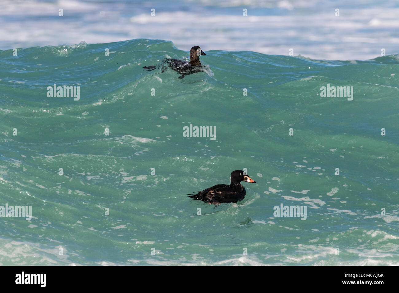 Surf scoter hi-res stock photography and images - Alamy