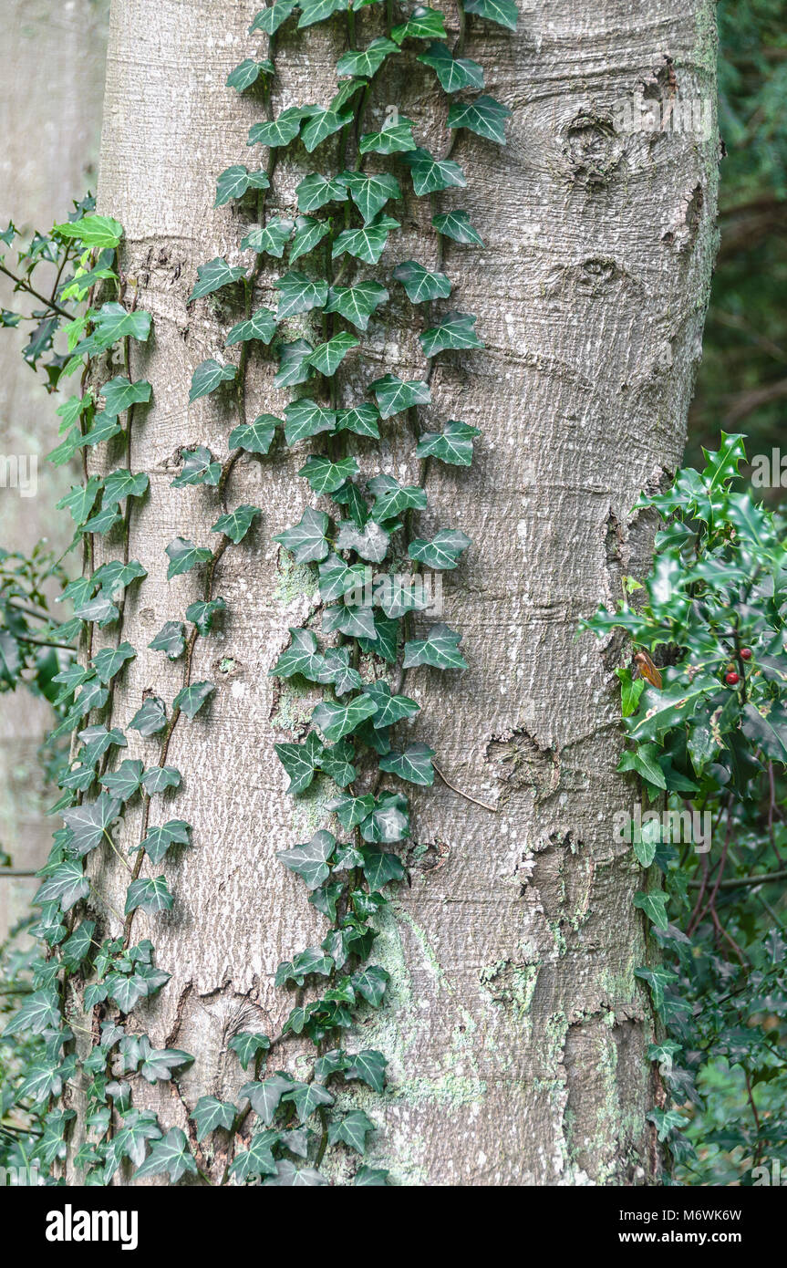 Tree trunk surrounded by an ivy hi-res stock photography and images - Alamy