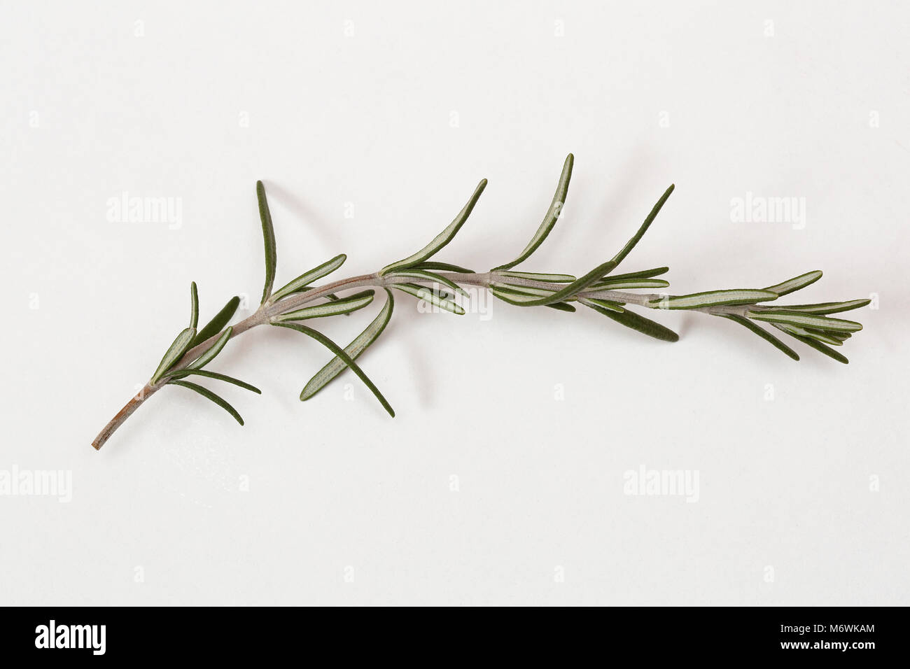 One Sprig of Rosemary Herb Plant Stock Photo - Alamy