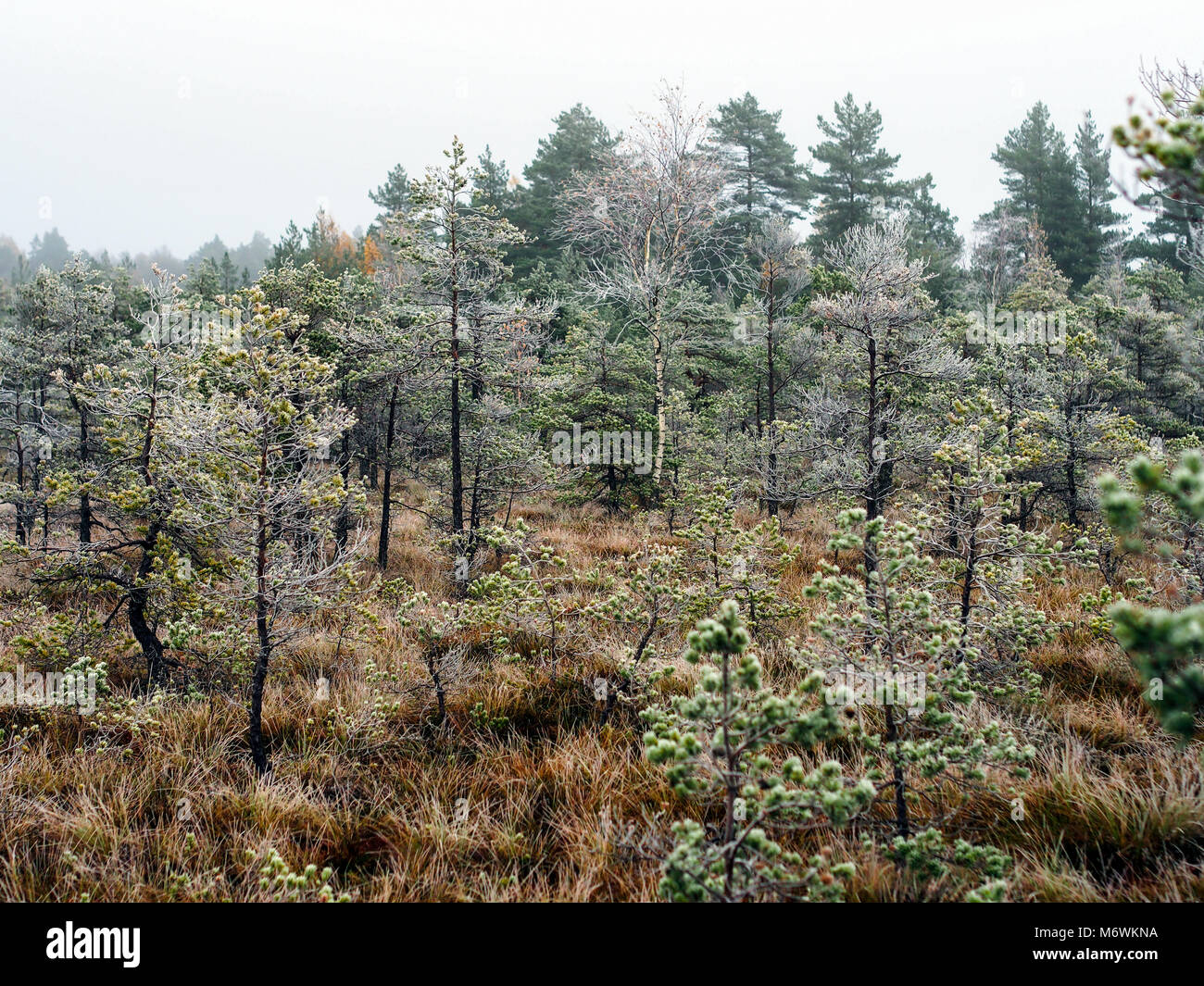 Pine Trees in Field of Kemeri moor in Latvia on a Cold Winter Morning ...