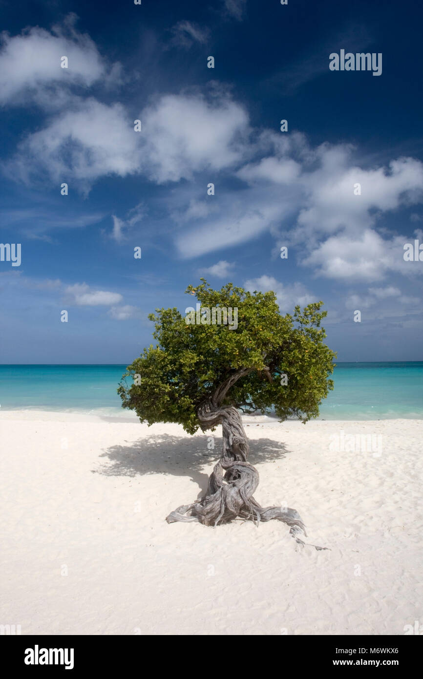 Divi divi tree growing on Eagle beach, Aruba, Netherland Antilles ...