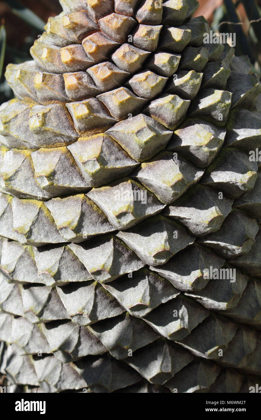 Cycad flower hi-res stock photography and images - Alamy