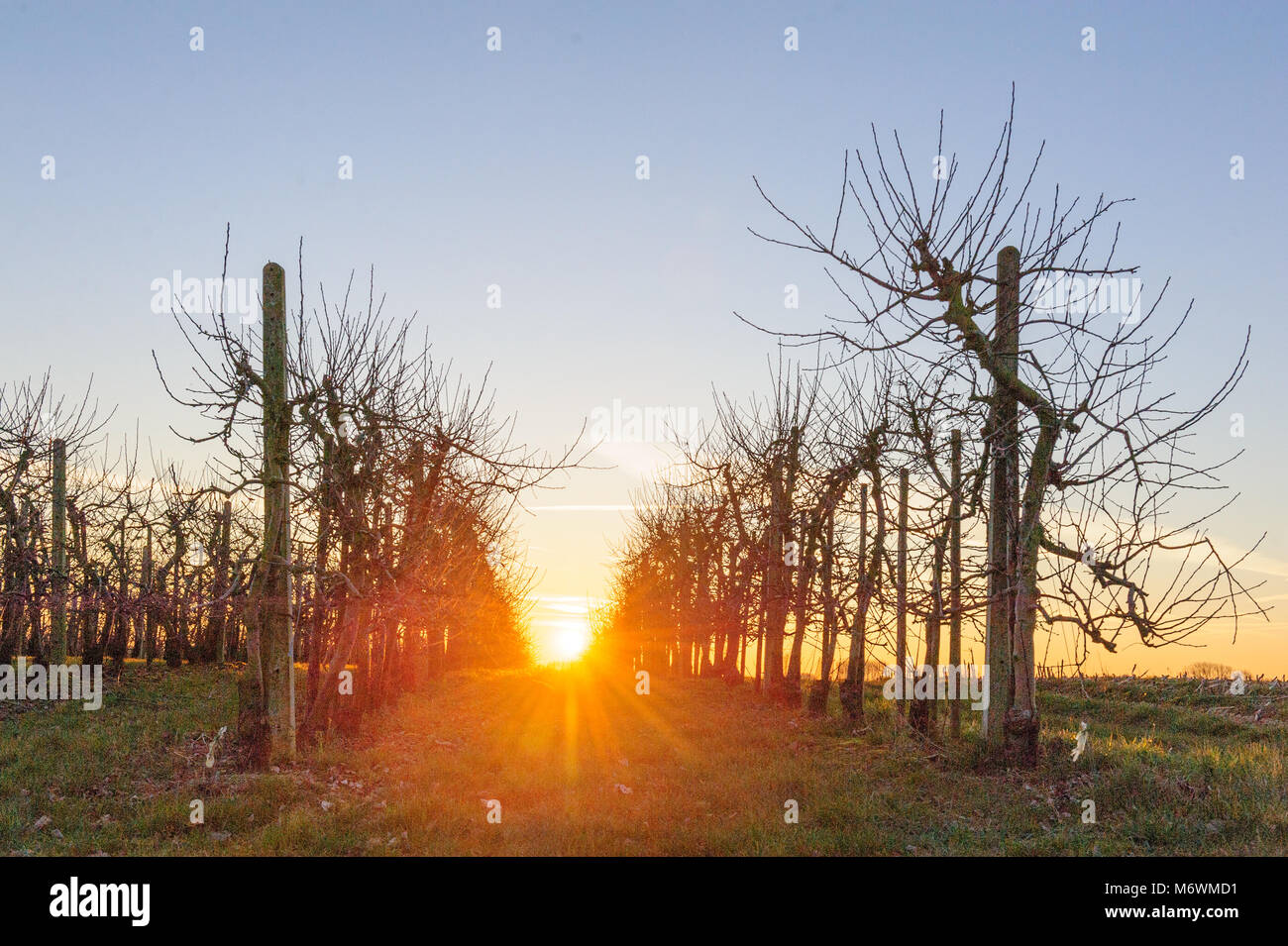 Apple Trees at Sunset Stock Photo - Alamy