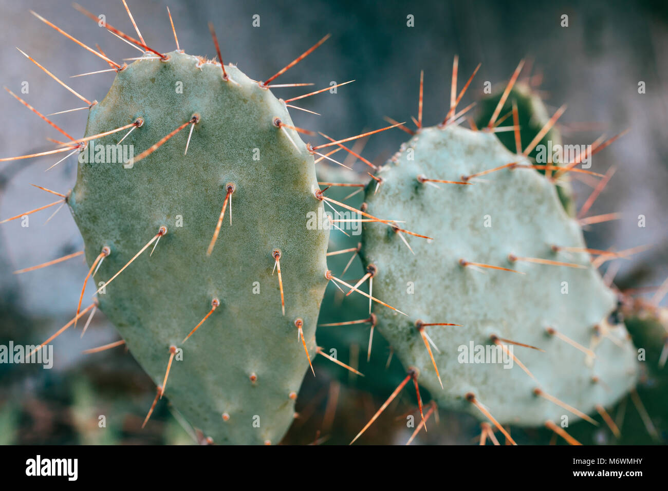 White torch cactus hi-res stock photography and images - Alamy