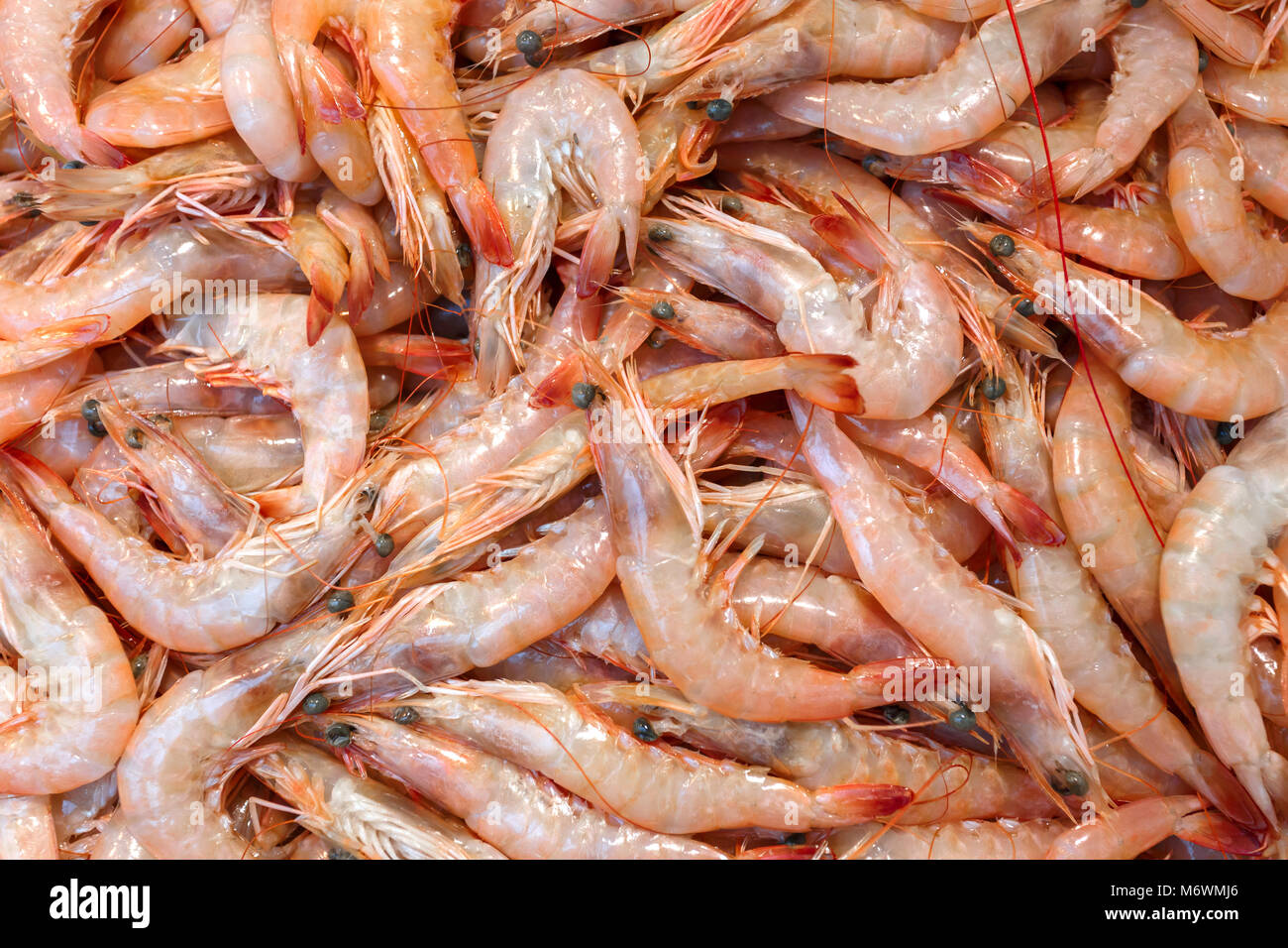 Prawn farming hi-res stock photography and images - Alamy