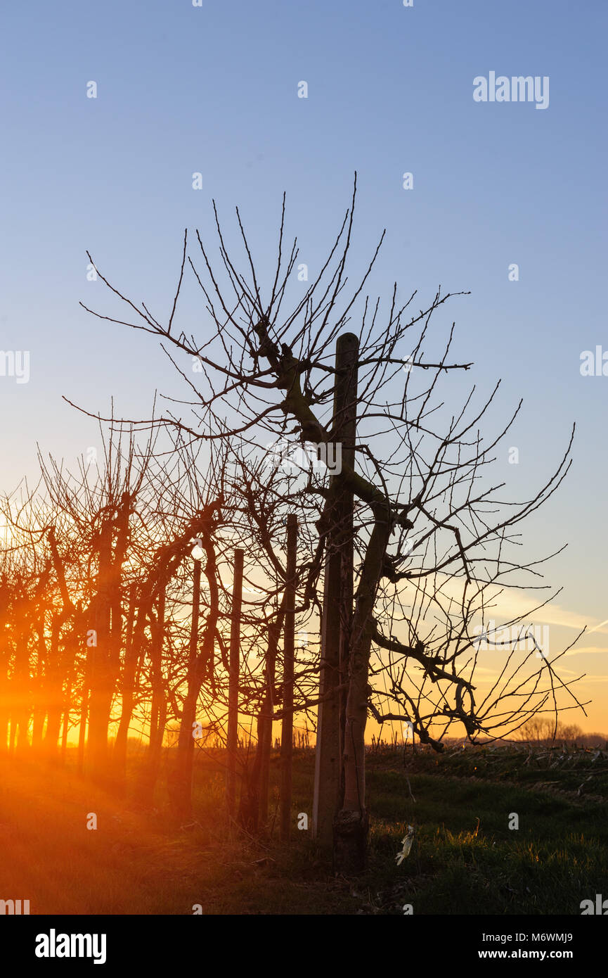 Apple Trees at Sunset Stock Photo - Alamy