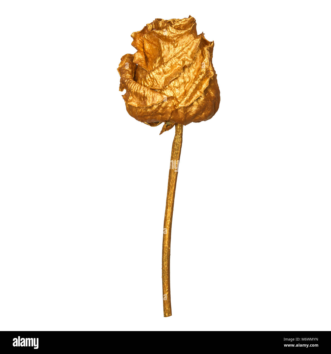 Beautiful gold rose isolated on white background Stock Photo - Alamy