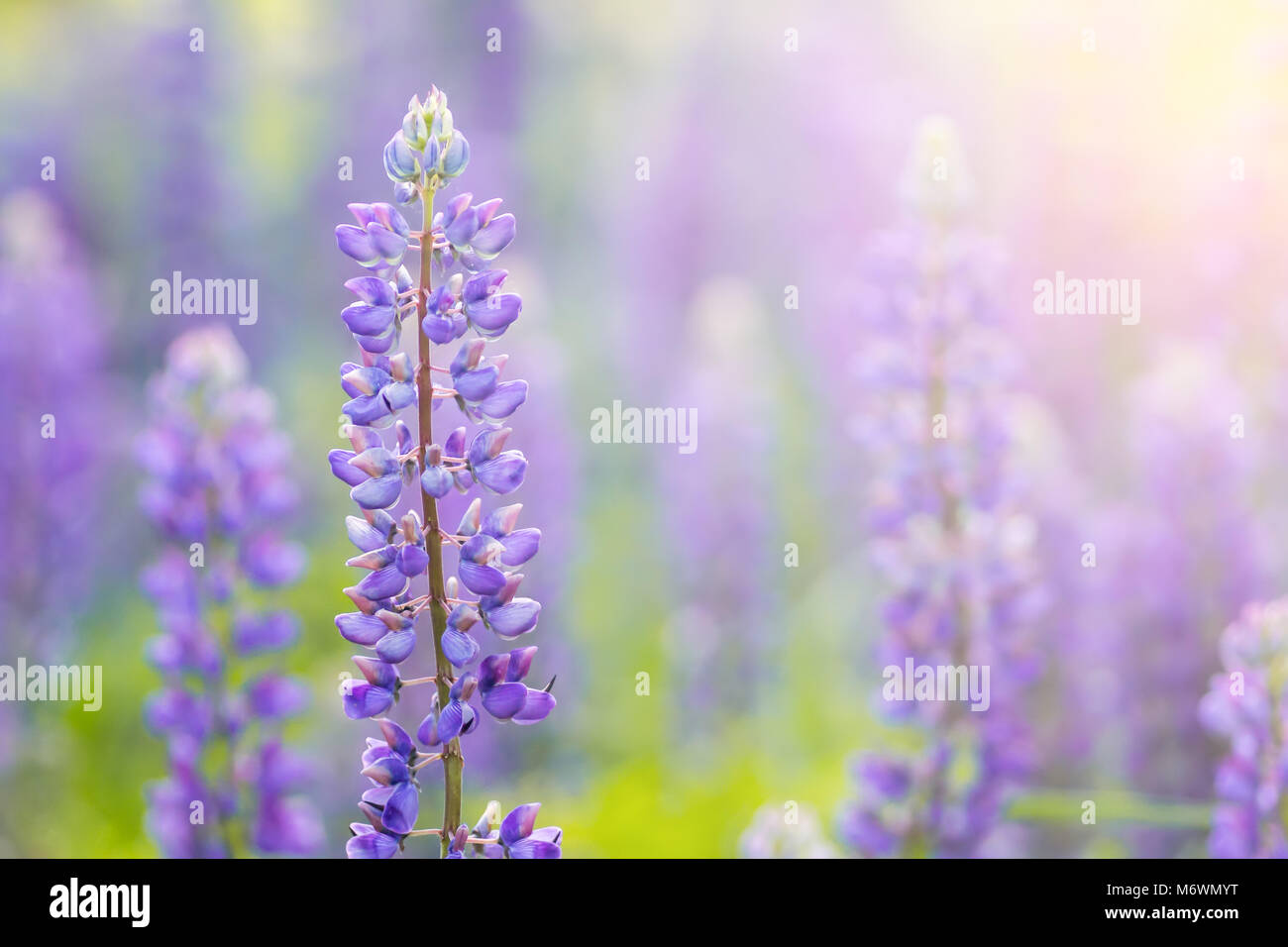 Blooming lupine flowers. A field of lupines. Sunlight shines on plants ...