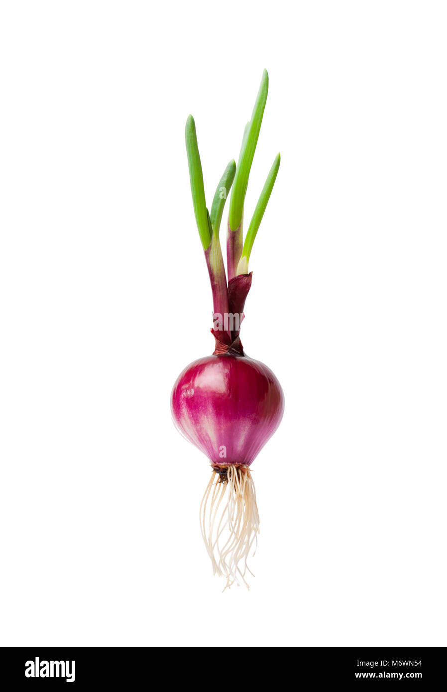 Red onion with roots Stock Photo - Alamy