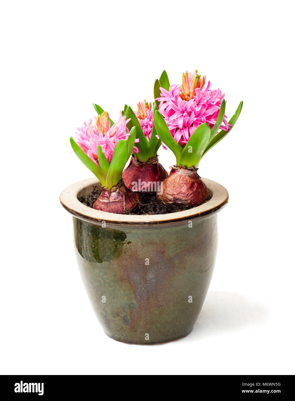 Vivid pink flowers in Cut Out Stock Images & Pictures - Alamy