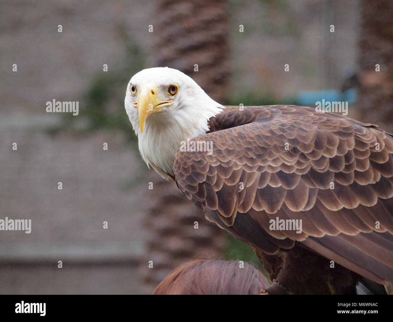 Bald eagle in Scottsdale, Arizona Stock Photo - Alamy