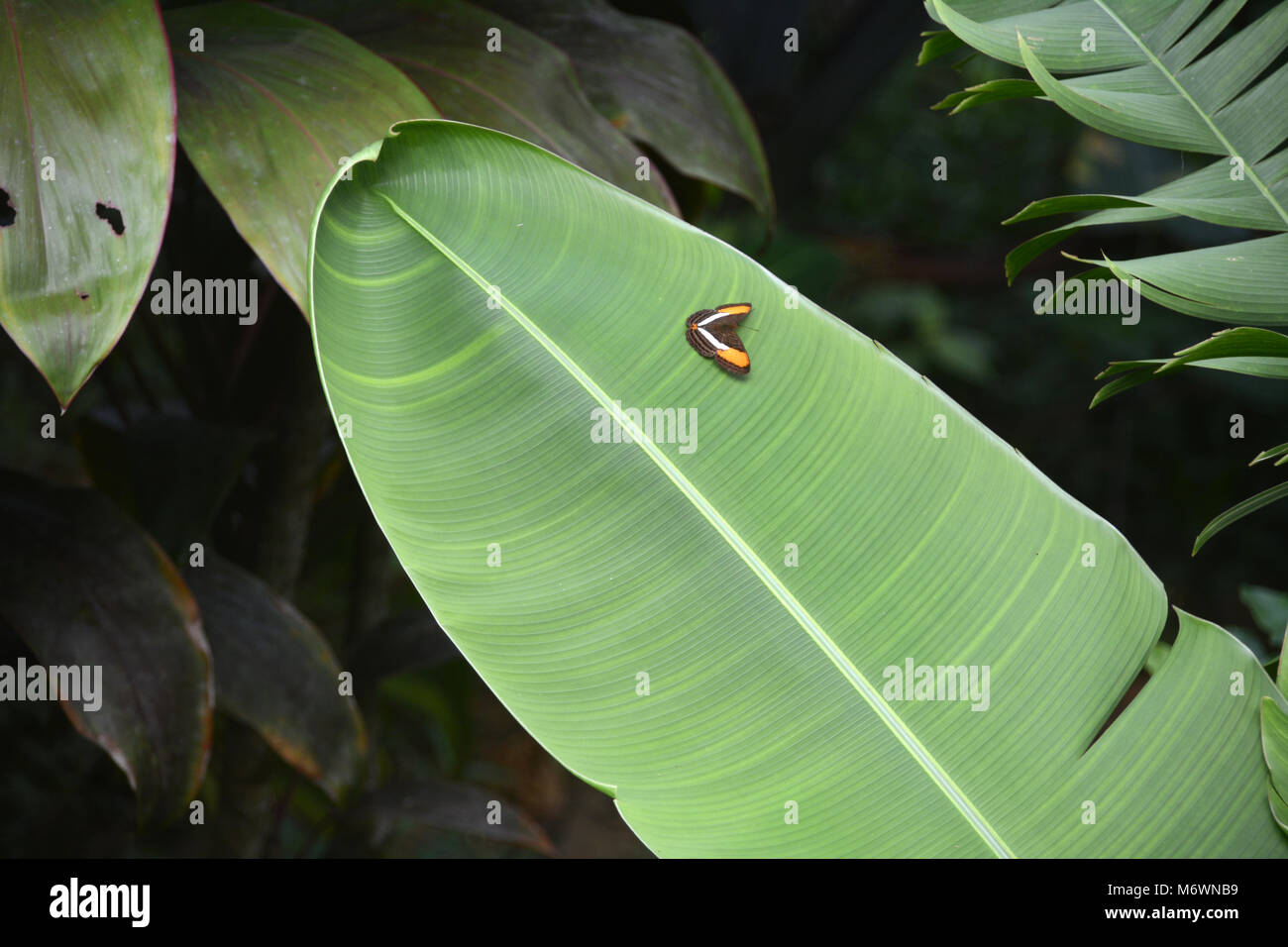 An Adelpha fessonia butterfly perched on a tropical plant in the ...