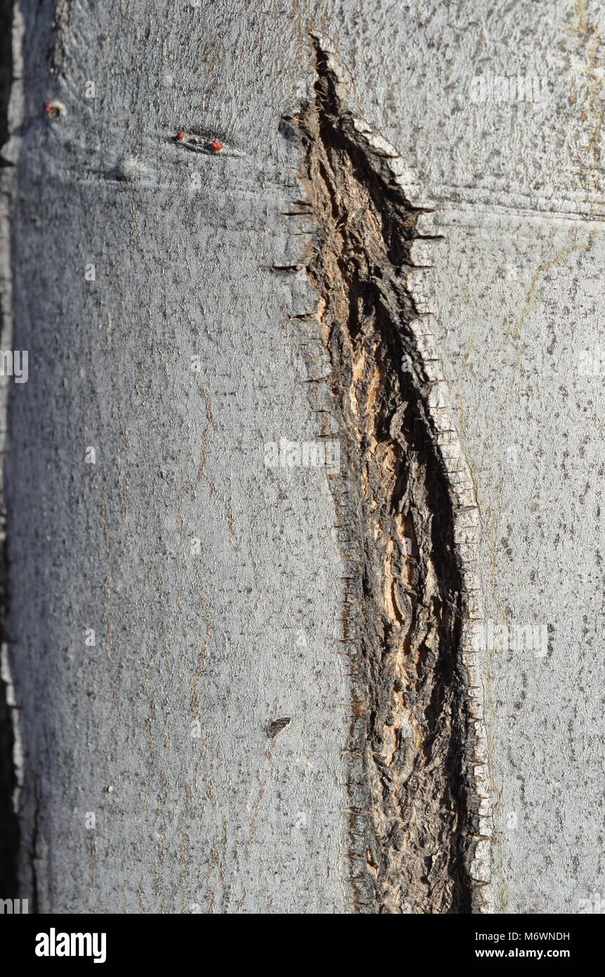 Knotty tree hi-res stock photography and images - Alamy
