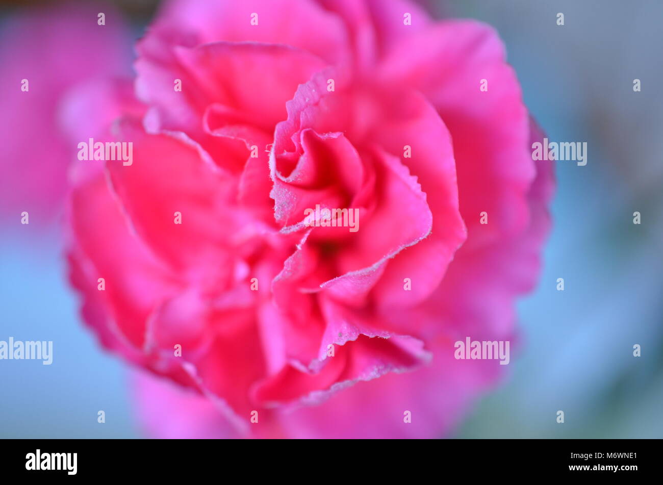 Pink round flower hi-res stock photography and images - Alamy