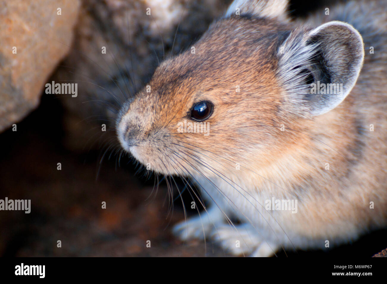 Pika along Bow Glacier Falls Trail, Banff National Park, Alberta ...