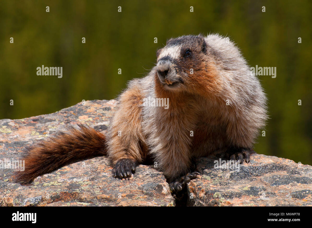 Marmot, Banff National Park, Alberta, Canada Stock Photo - Alamy