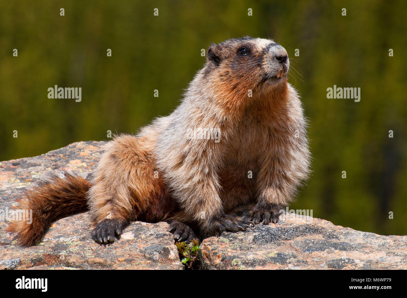 Marmot, Banff National Park, Alberta, Canada Stock Photo - Alamy