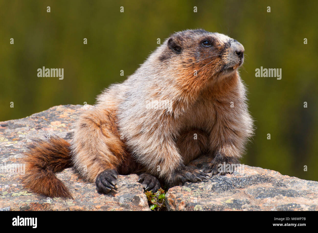 Marmot canada hi-res stock photography and images - Alamy