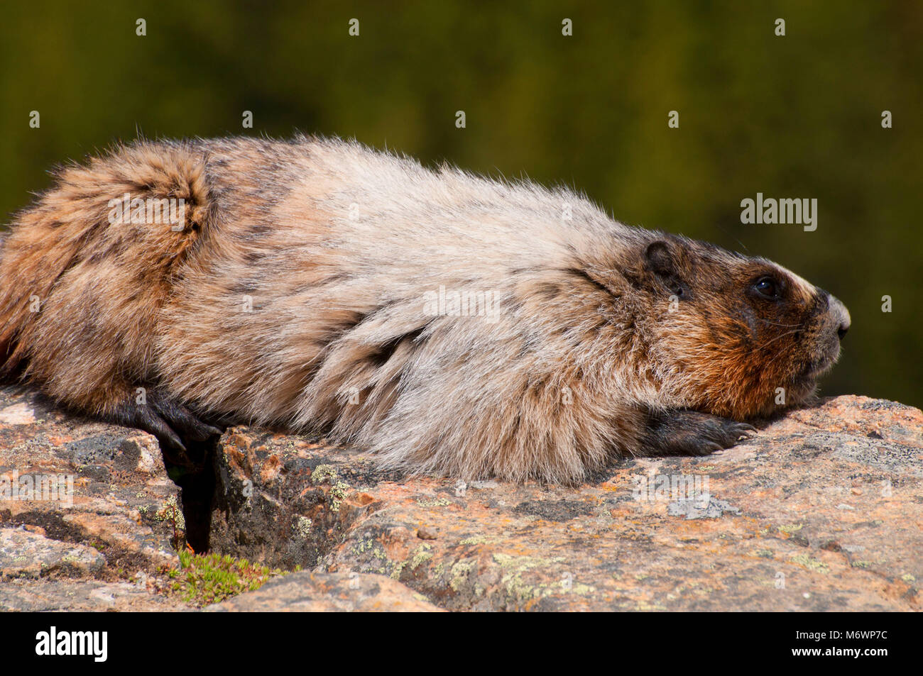 Marmot, Banff National Park, Alberta, Canada Stock Photo - Alamy