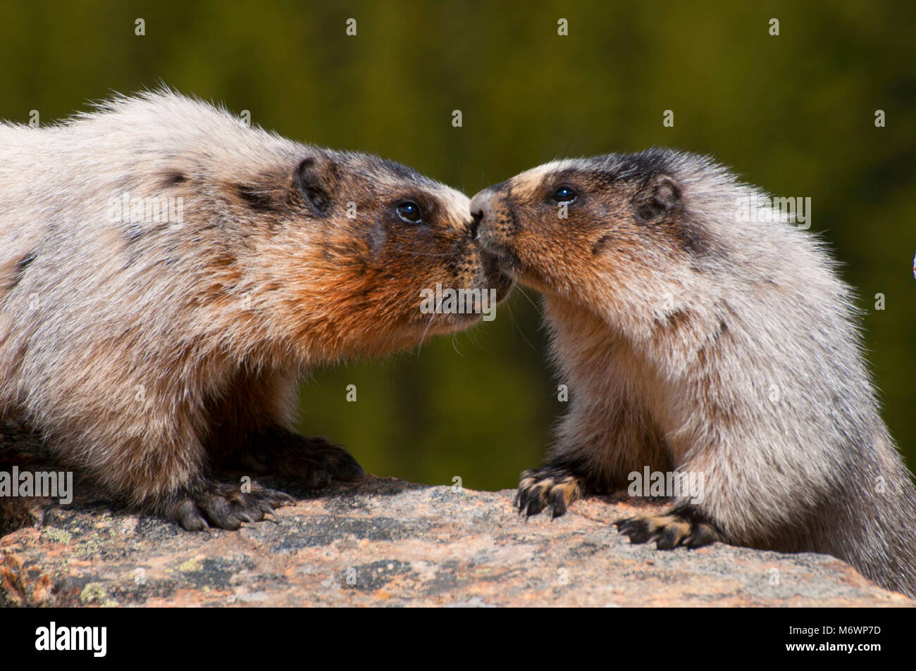 Marmot, Banff National Park, Alberta, Canada Stock Photo - Alamy