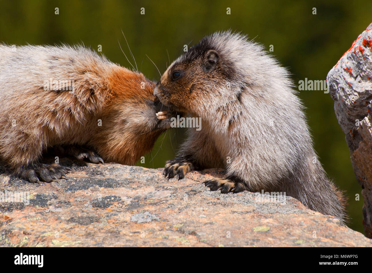 Marmot, Banff National Park, Alberta, Canada Stock Photo - Alamy