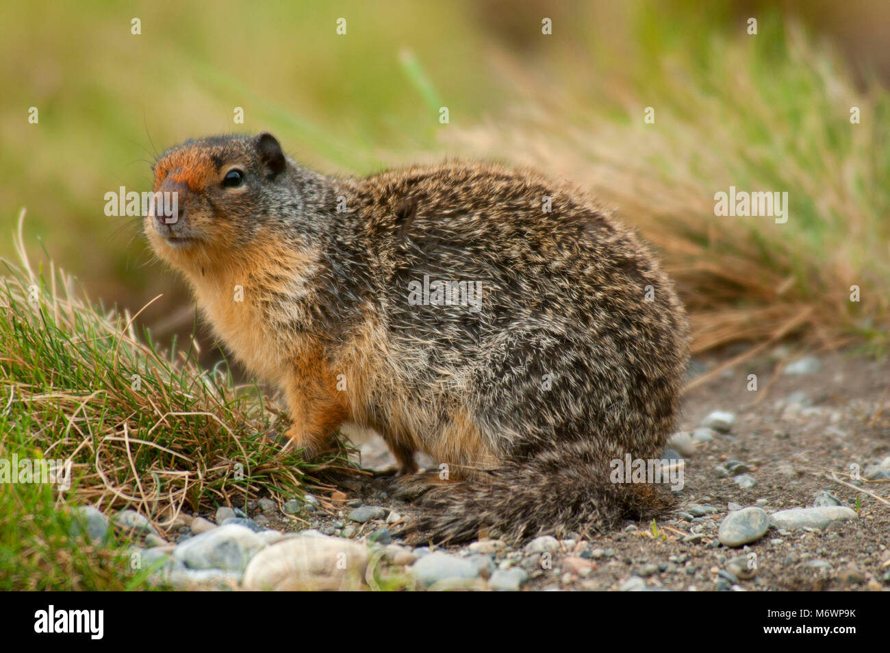 Columbian ground squirrel (Urocitellus columbianus), Banff National ...