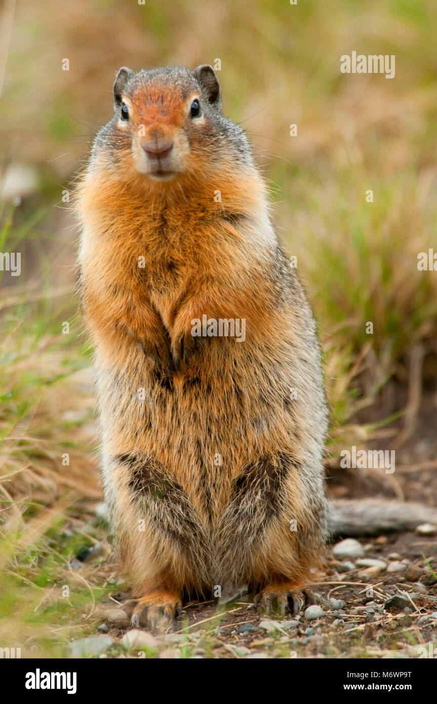 Columbian ground squirrel (Urocitellus columbianus), Banff National ...