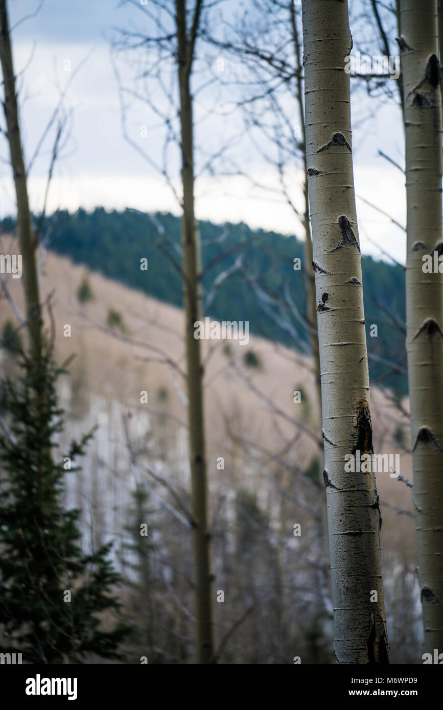 Looking up tall aspen trees hi-res stock photography and images - Alamy