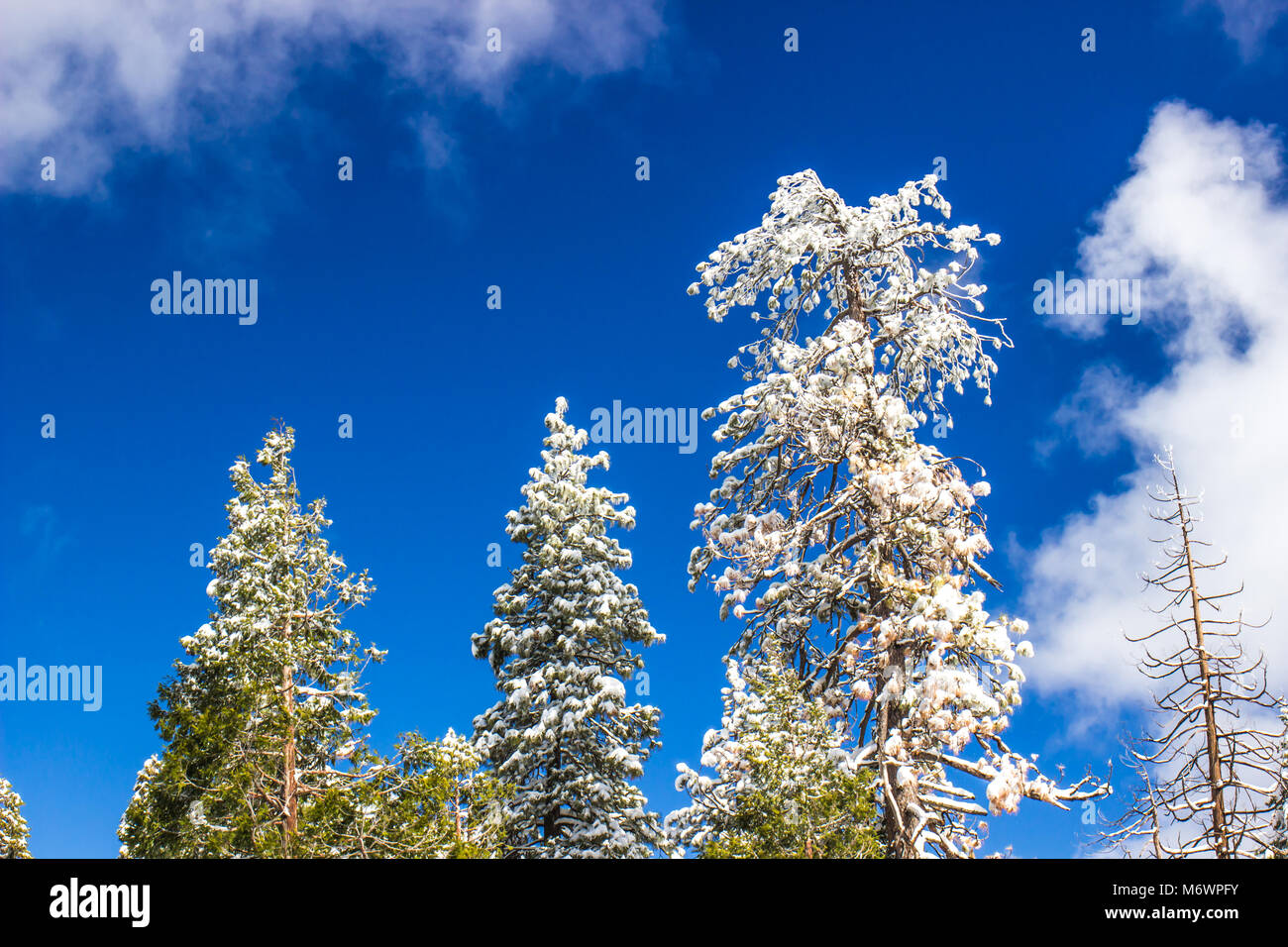 Snow Covered Tree Tops With Blue Sky Background Stock Photo - Alamy