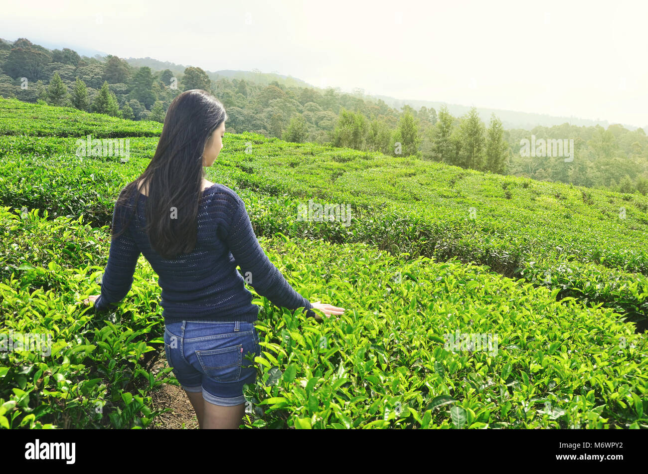 A girl in the middle of tea plantation, Ciater, Subang Stock Photo - Alamy