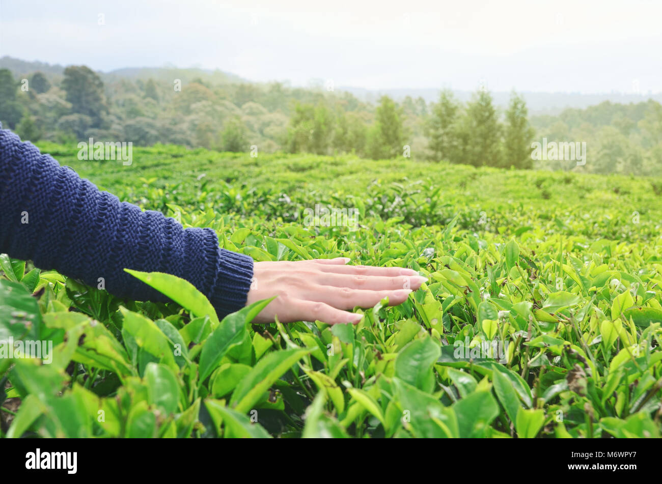 Hand touches over tea leaves Stock Photo - Alamy