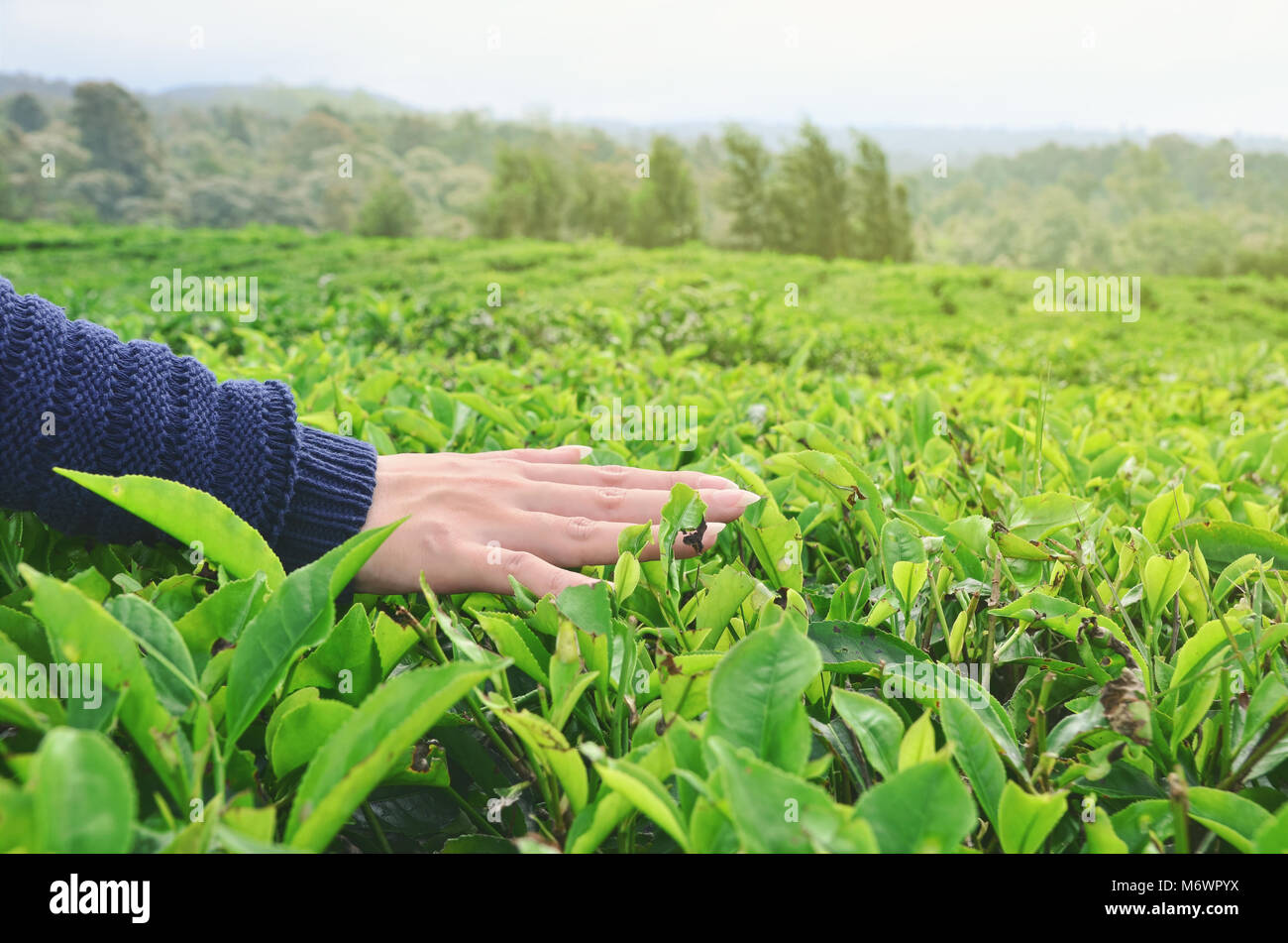 Hand with tea hi-res stock photography and images - Alamy