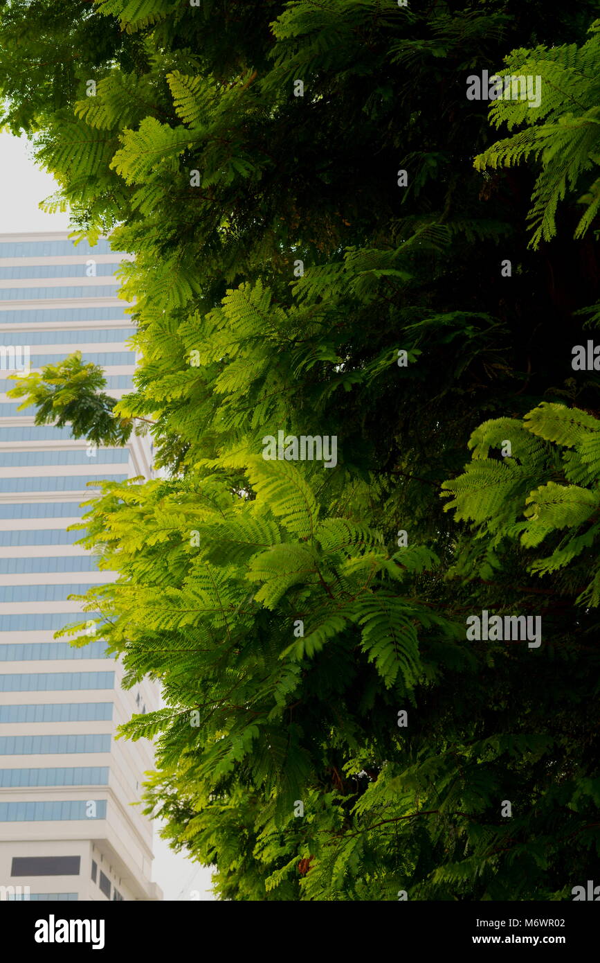 Tree and tower Blur Background Stock Photo - Alamy