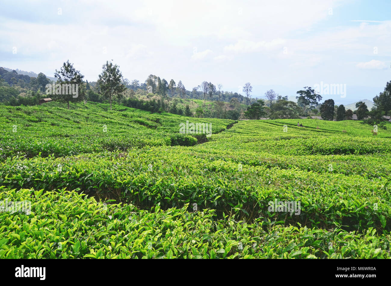 Tea plantation in Ciater, Subang, West Java Stock Photo - Alamy
