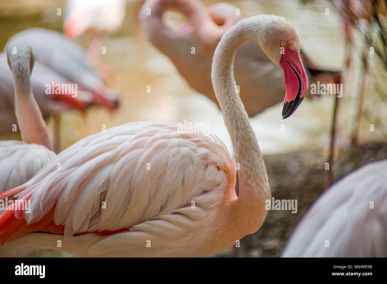 Greater flamingo and lesser flamingo hi-res stock photography and ...