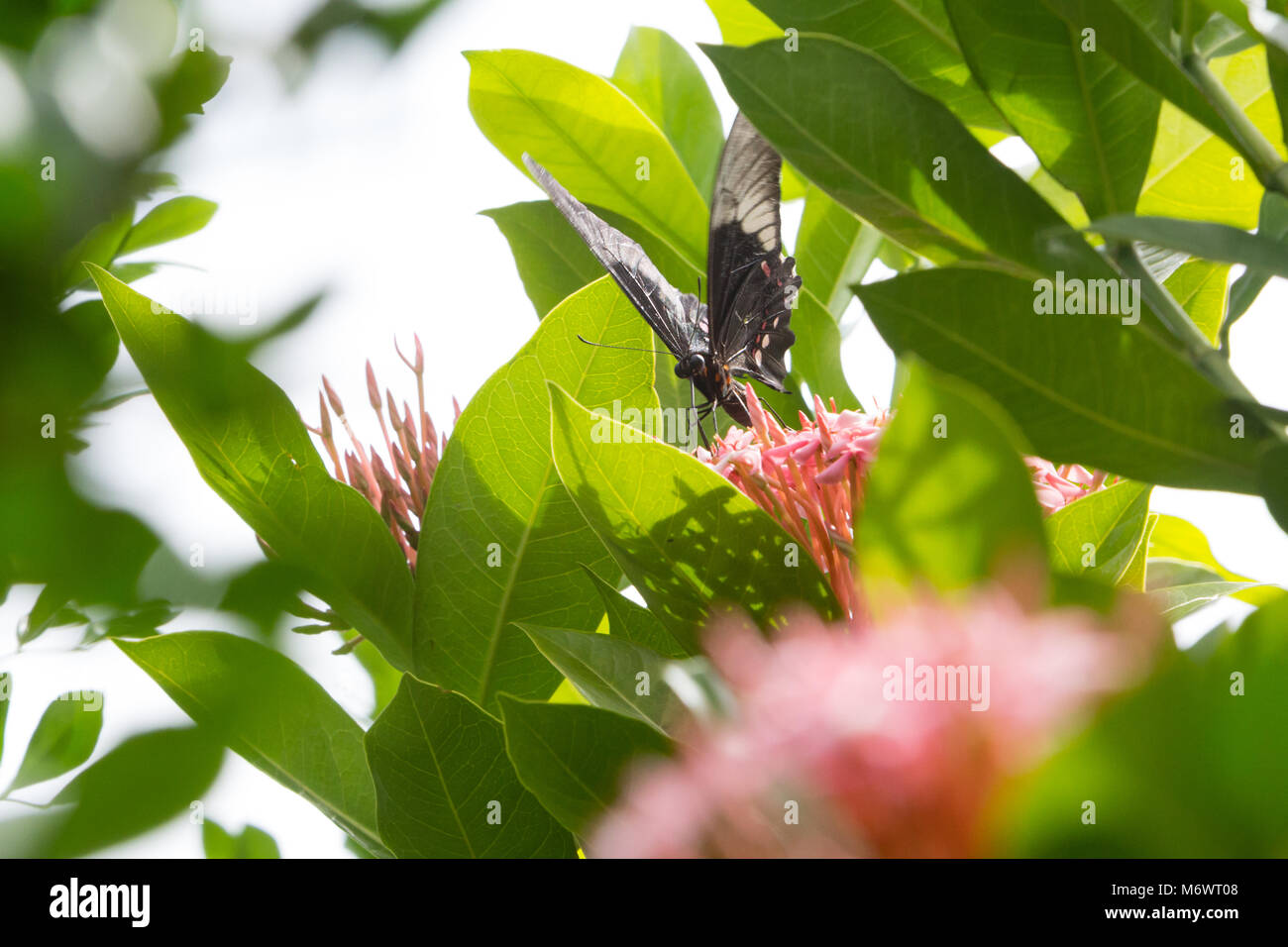 A Ruby-spotted swallowtail or red-spotted swallowtail (Papilio ...