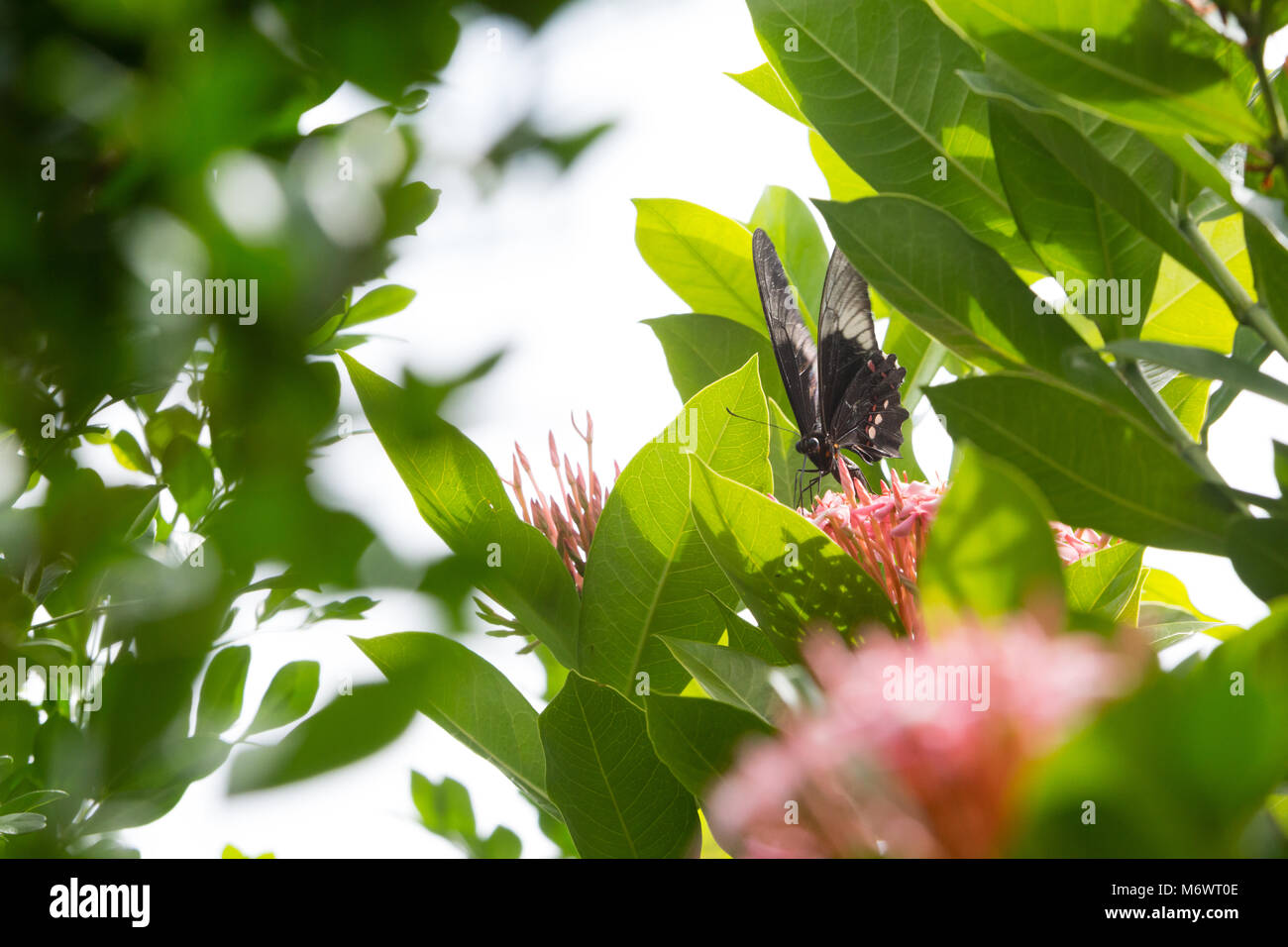 A Ruby-spotted swallowtail or red-spotted swallowtail (Papilio ...
