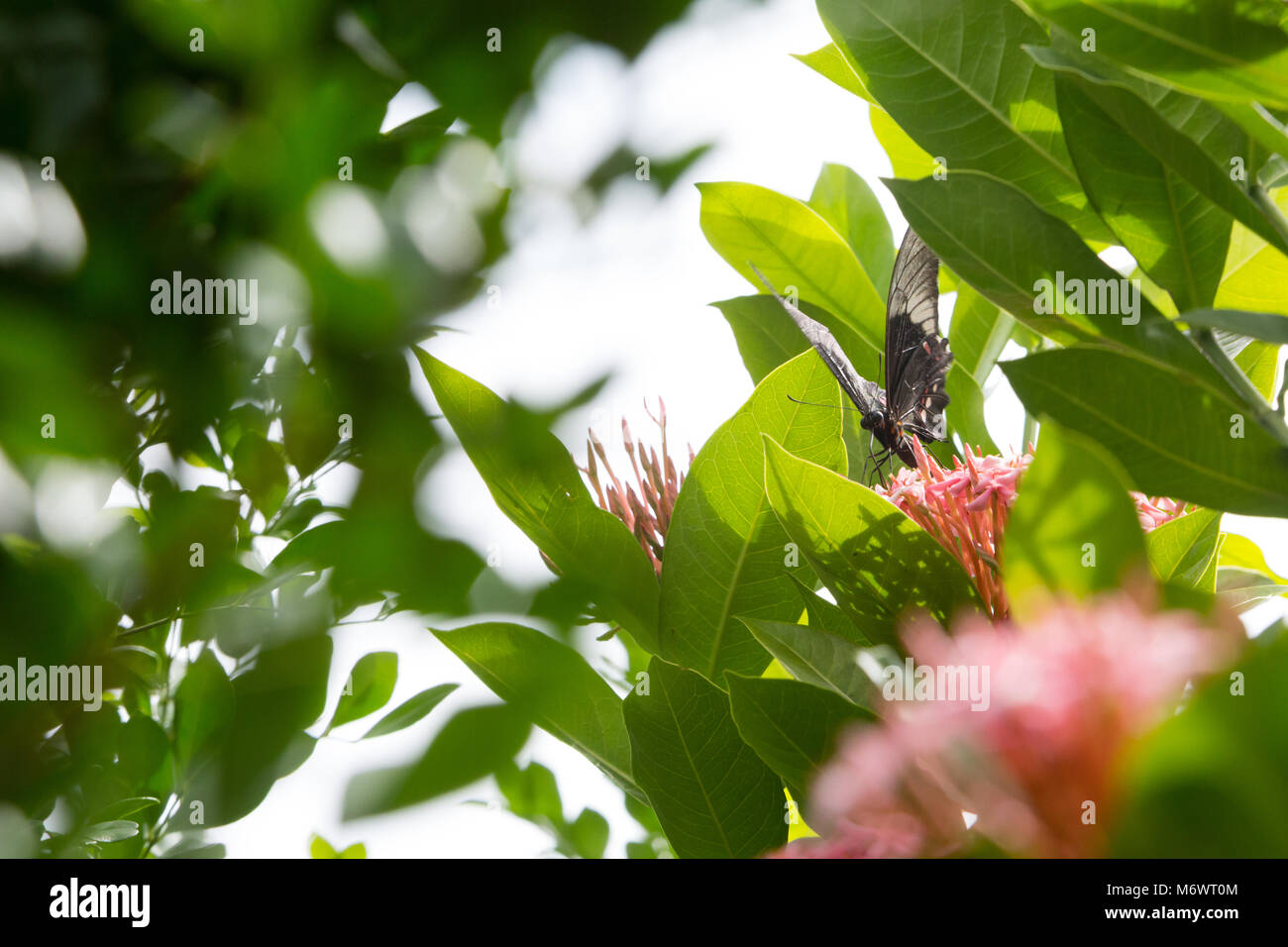 A Ruby-spotted swallowtail or red-spotted swallowtail (Papilio ...
