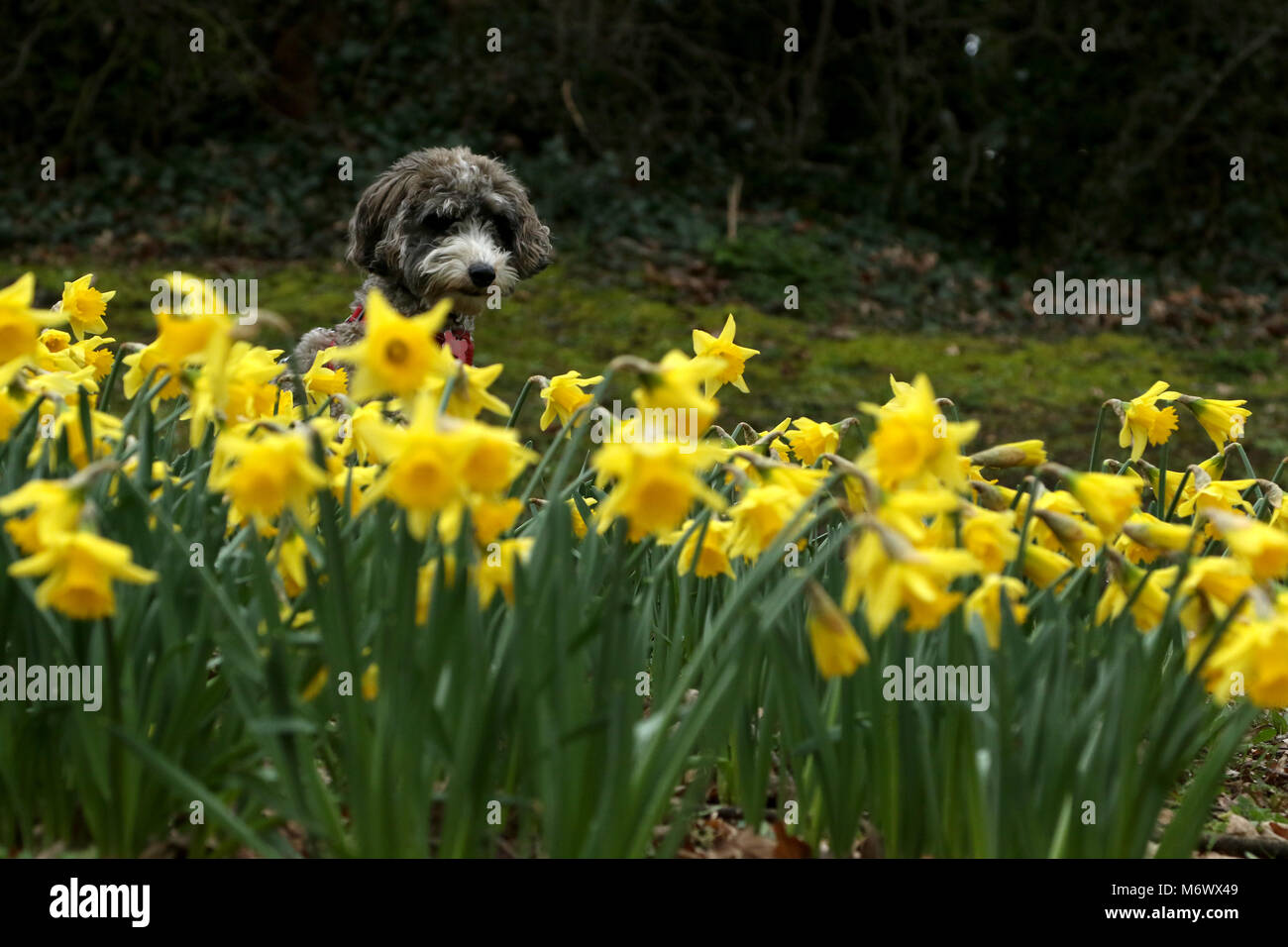 Spring is finally making an appearance as Cookie the cockapoo dog ...